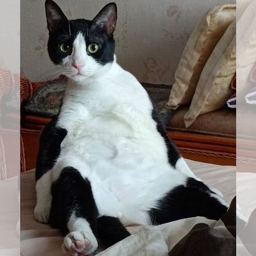 Отдам в добрые руки кота Всеволожск