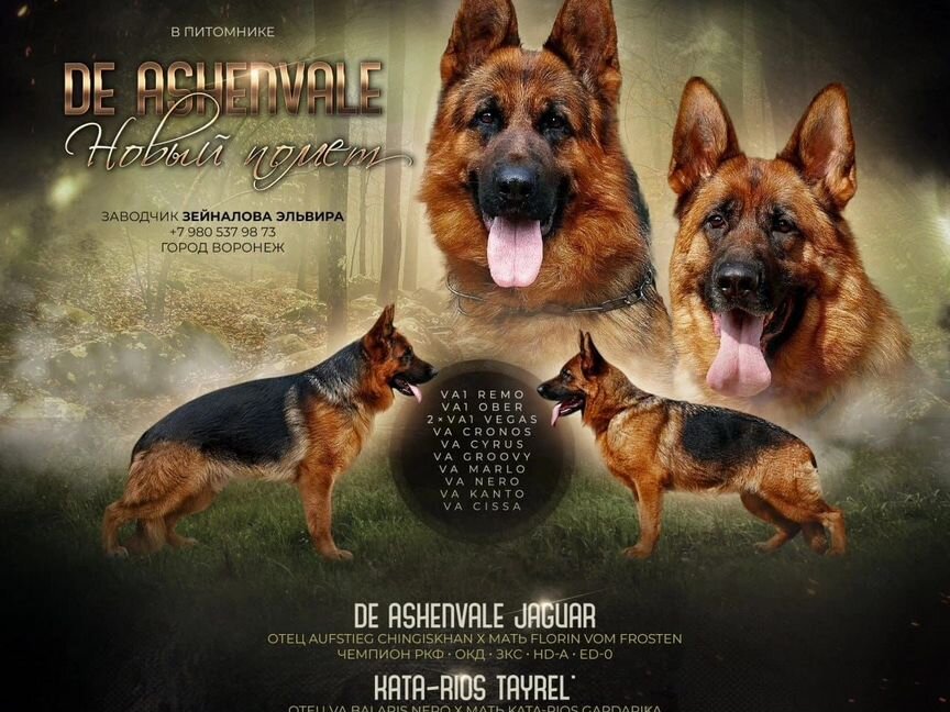 Щенки немецкой овчарки из племенного питомника