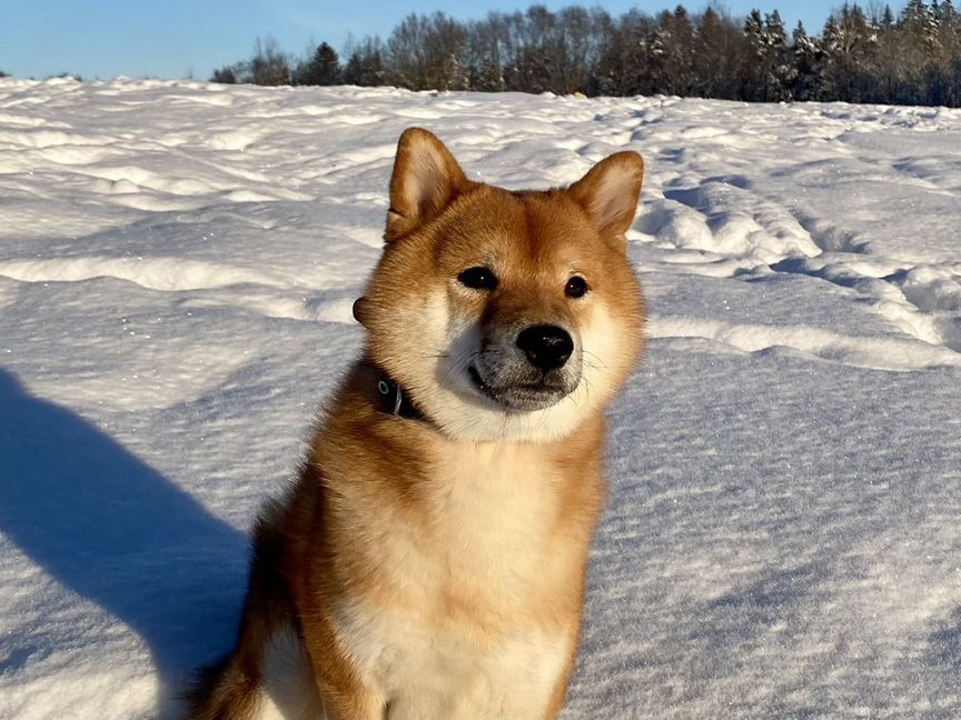 Кобель Сиба-ину для вязки