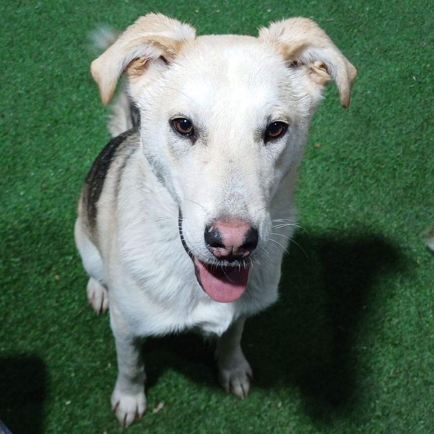 Щенок в добрые руки