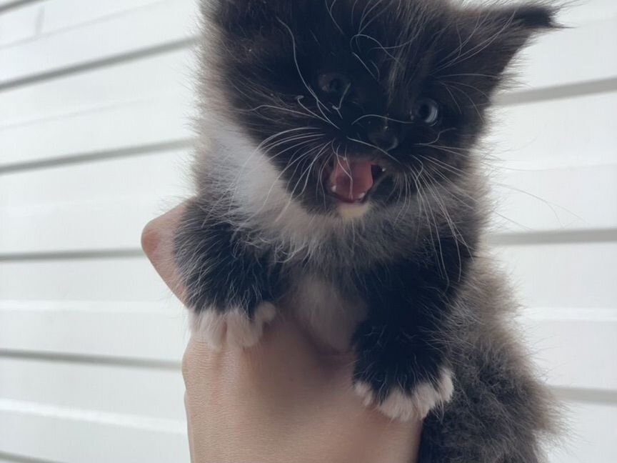Котята за корм любой