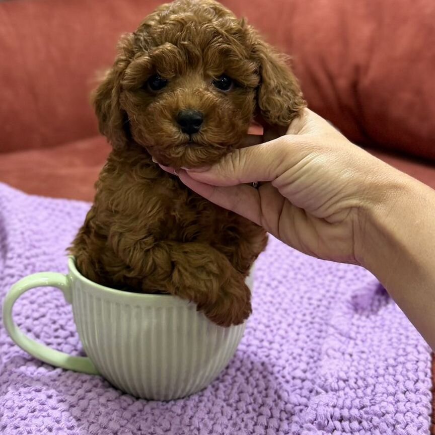 Той-пудель, щенок