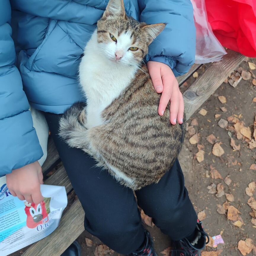Найден кот, ищет хозяев