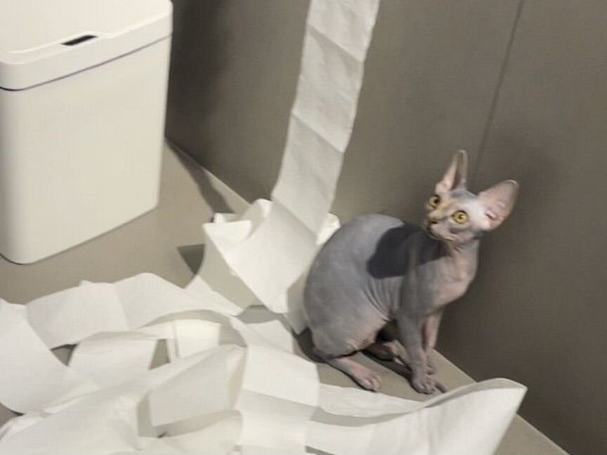 Кошка сфинкс