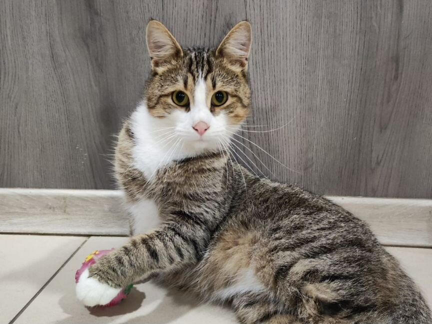 Котик Мурчик ищет дом