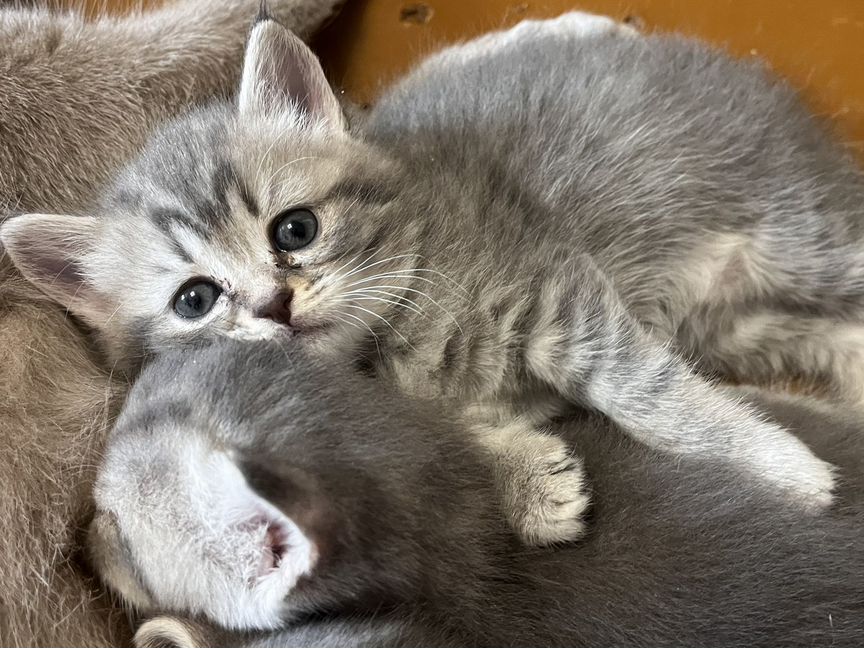 Британские котята