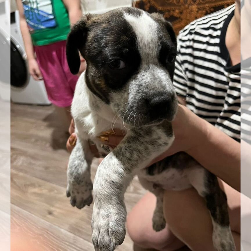 Щенки отдадим в хорошие руки на половину амстафы