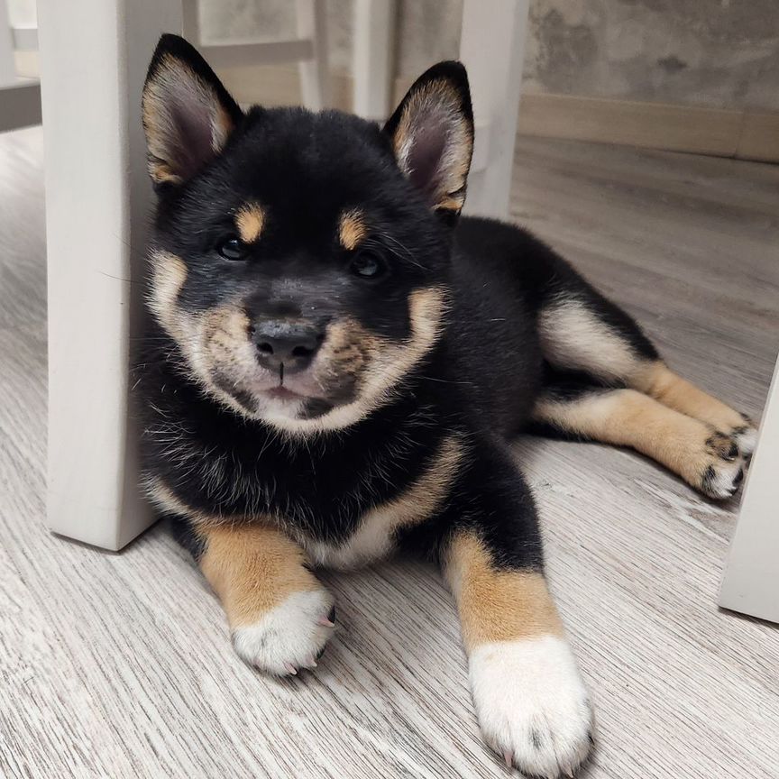 Щенки сиба ину