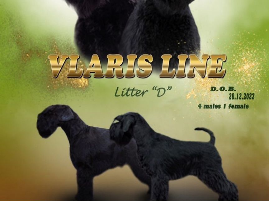 Цвергшнауцер щенки