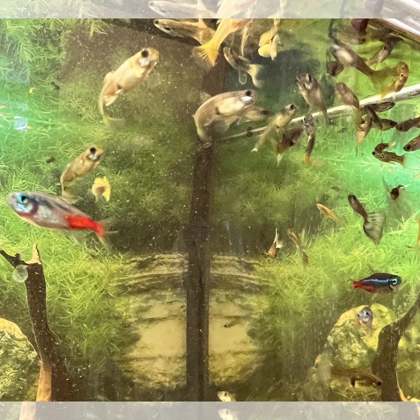 Отдам гуппи