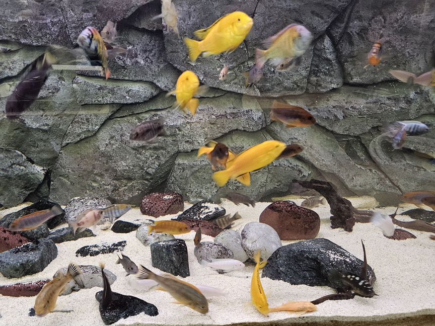 Малавийцы мальки