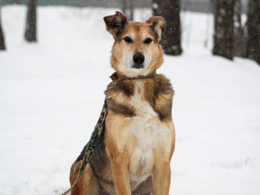 Замечательный Патрик в добрые руки