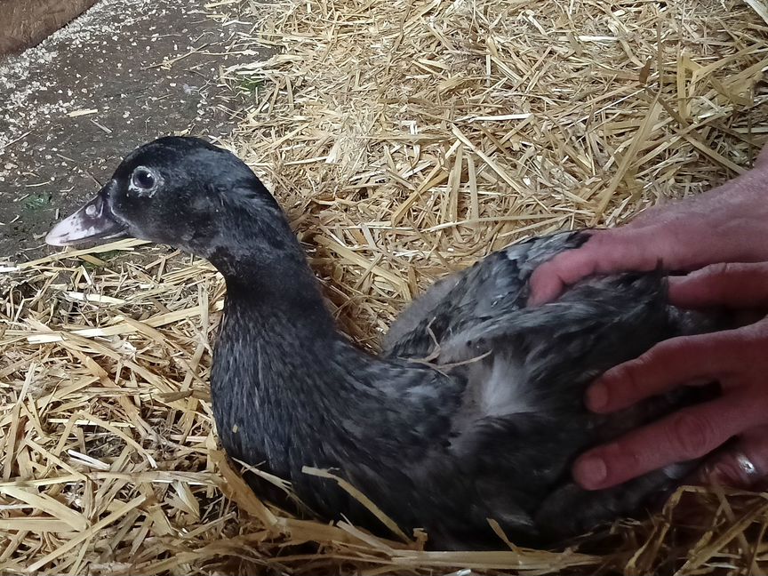 Продам индоуток