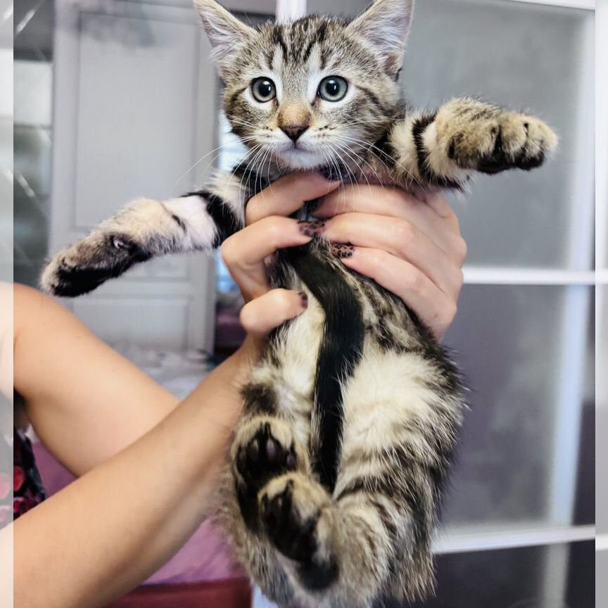 Европейский короткошёрстный котёнок