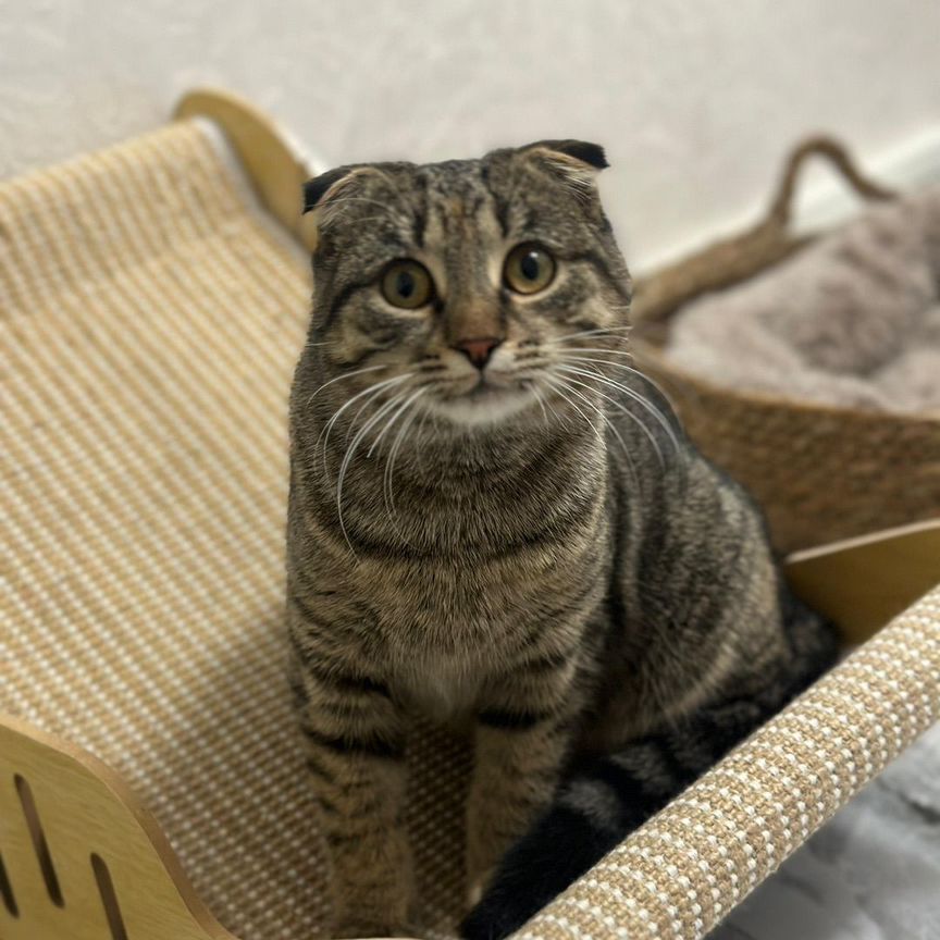 Шотландская вислоухая короткошёрстная, взрослая кошка