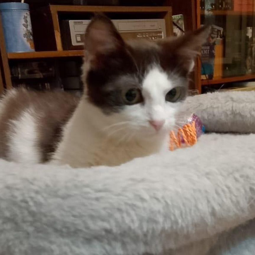 Милый котенок подросток