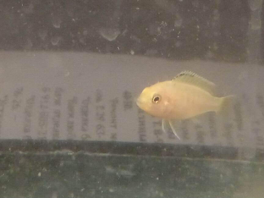 Цихлиды аквариум