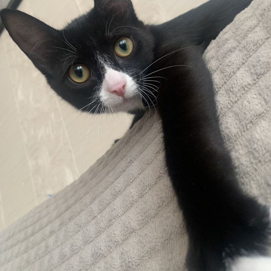 Котенок