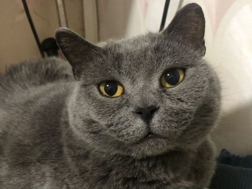 Британская