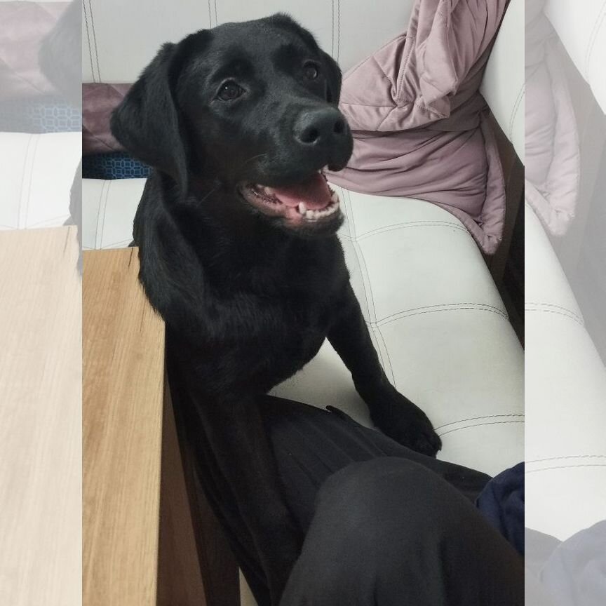 Лабрадор-ретривер, щенок