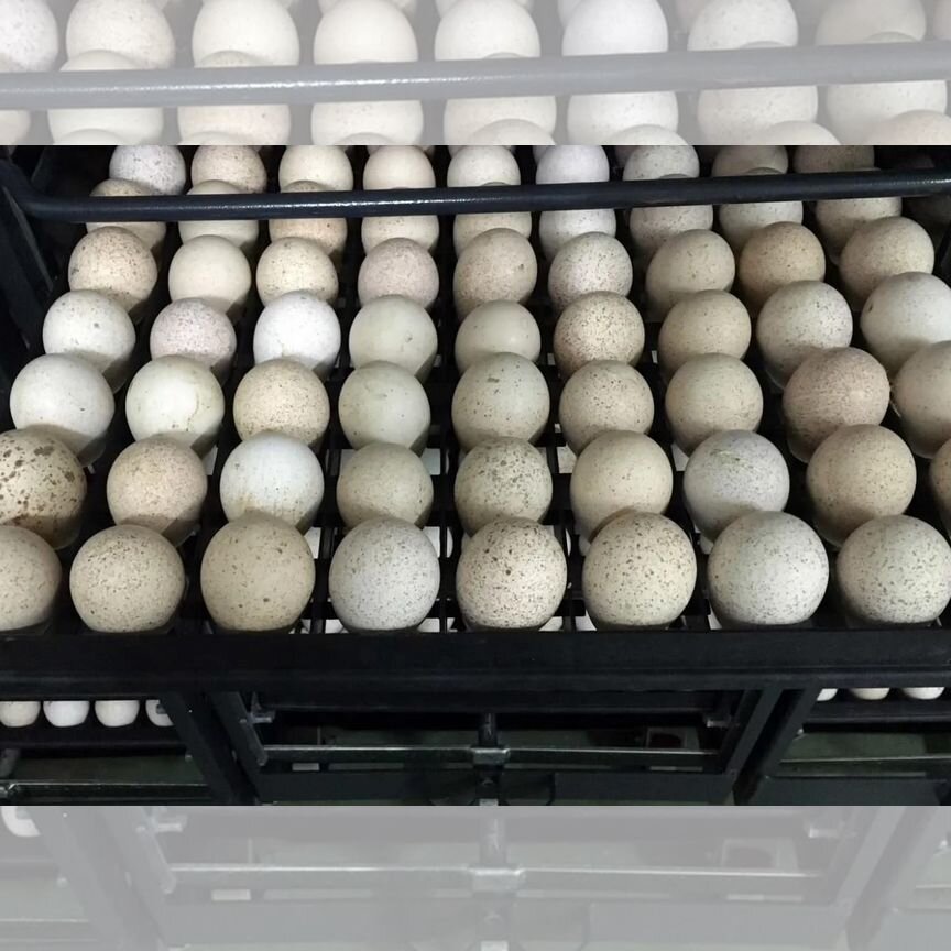 Инкубационное яйцо индейки Биг 6