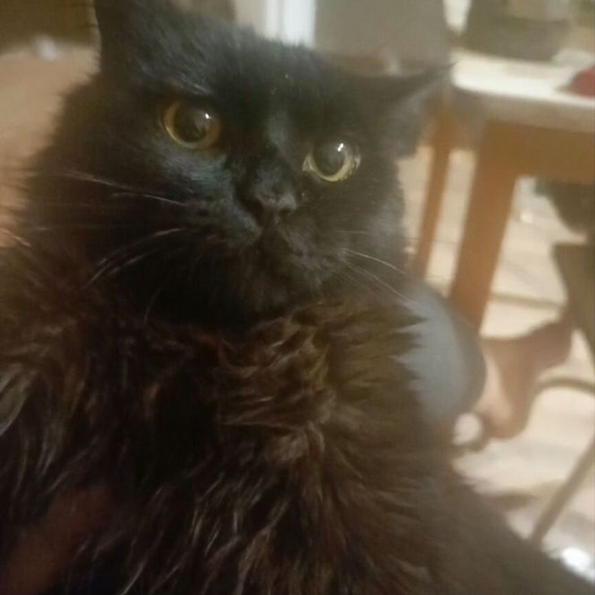 Котята 6 месяцев