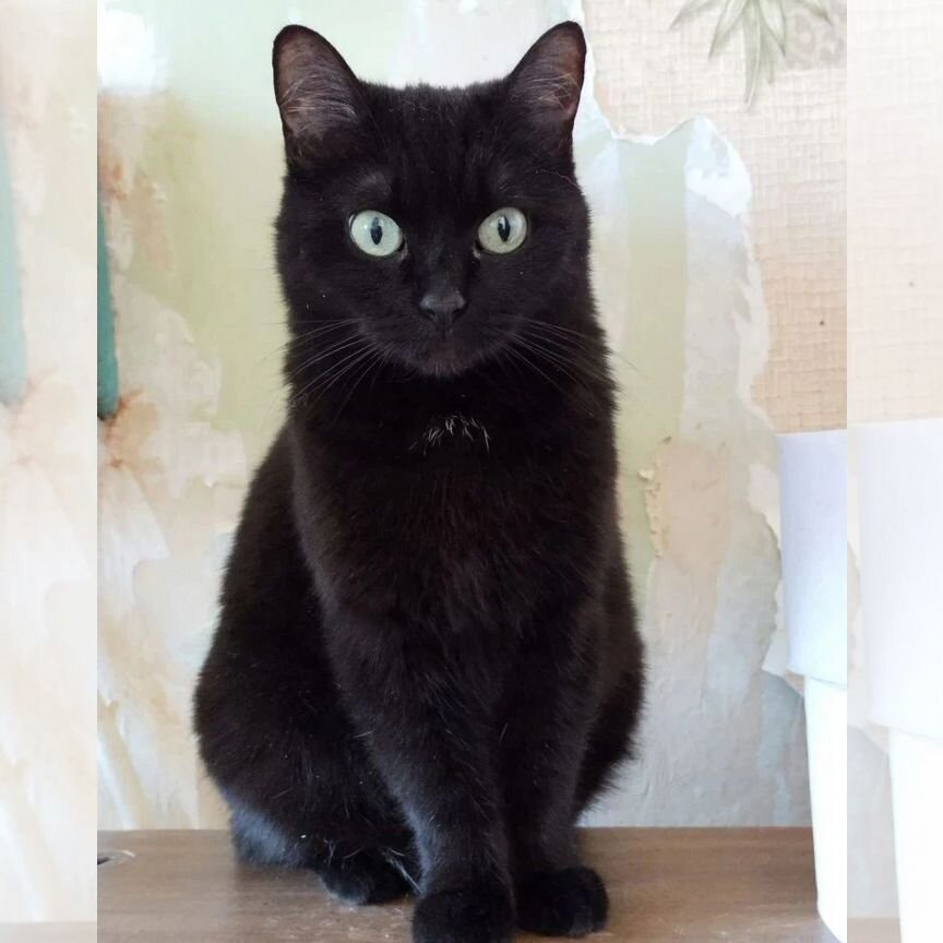 Взрослая, кошка в добрые руки