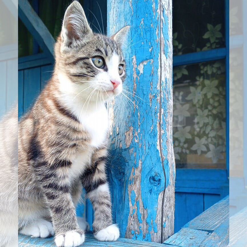 Котёнок