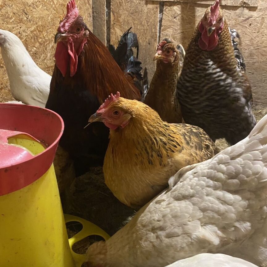 Куры несушки