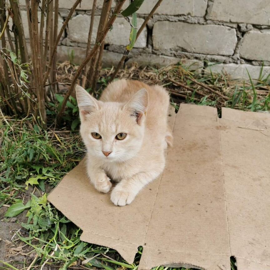 Кошечка в добрые руки