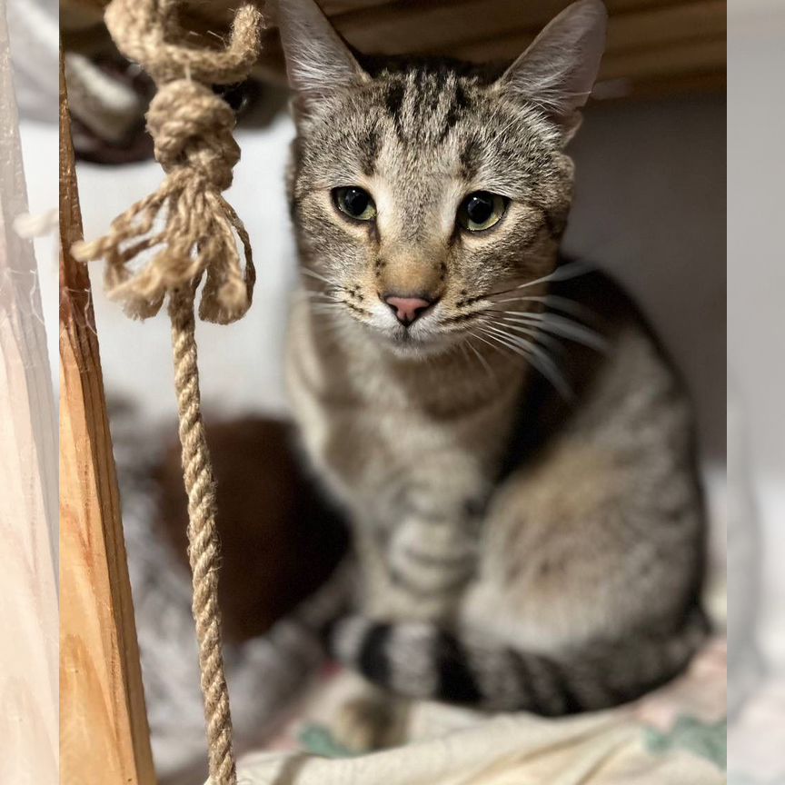 Взрослый кот в добрые руки