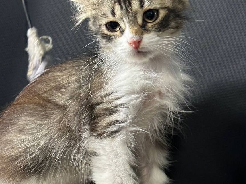 Котята. 2 мес. вакцинированы