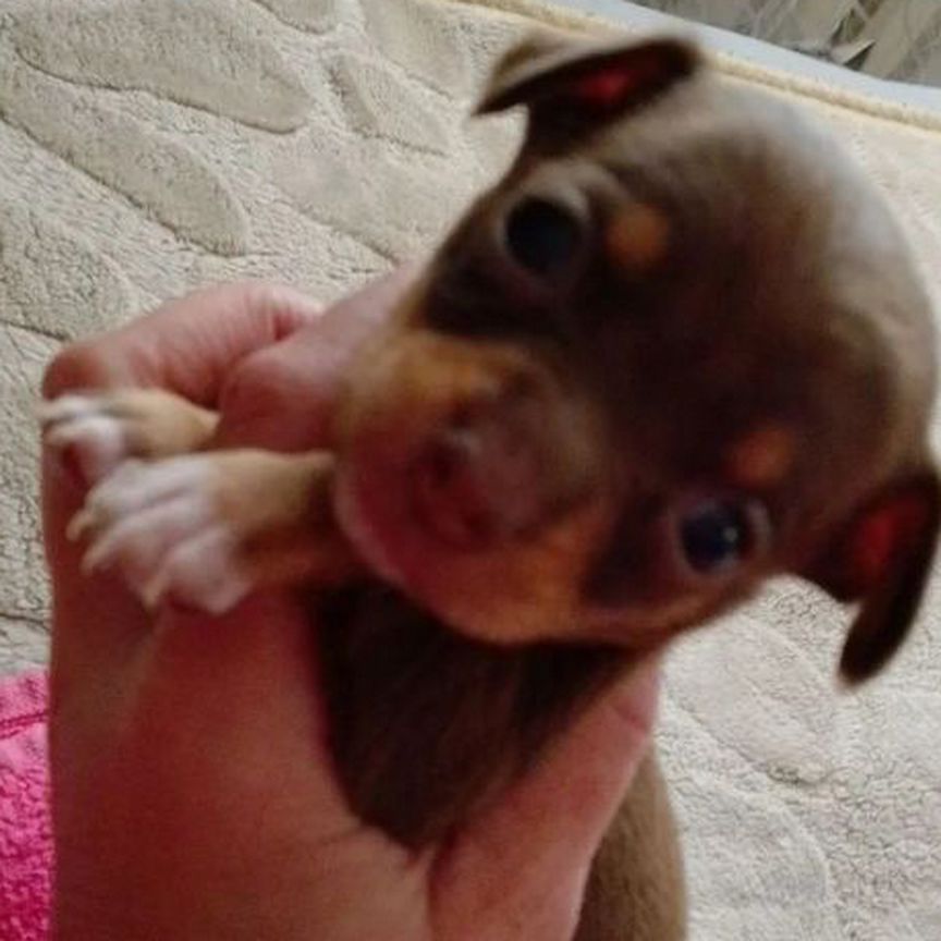 Русский той-терьер, щенок