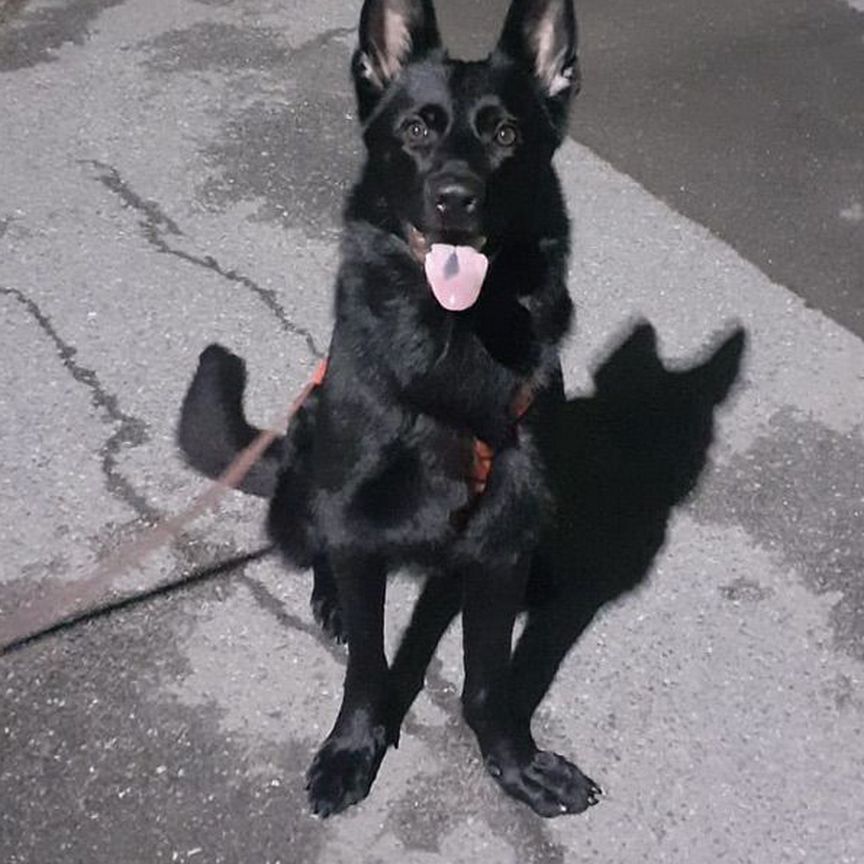 Немецкая овчарка, взрослая собака