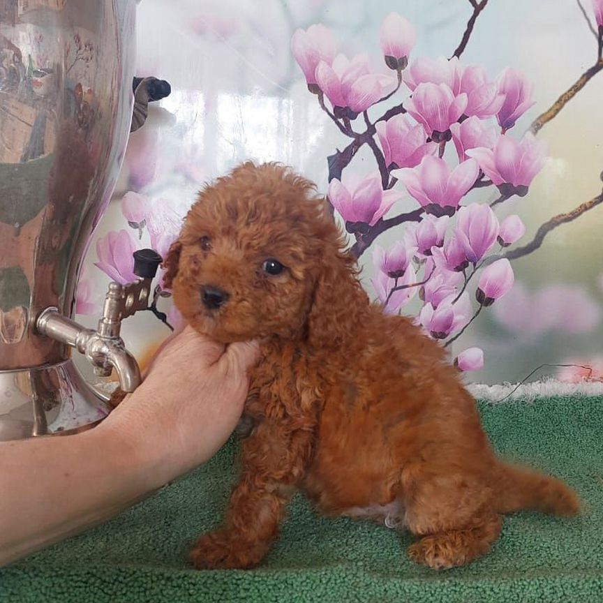 Мальтипу, щенок