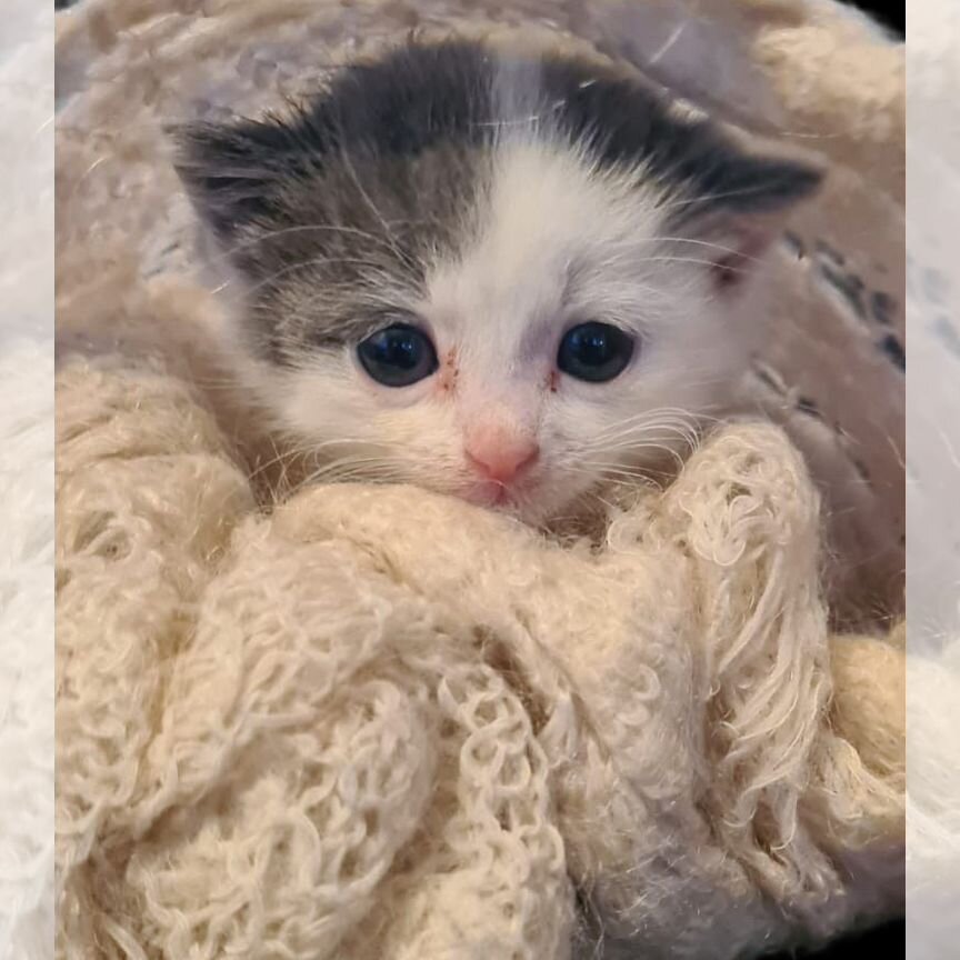 В добрые руки котенок