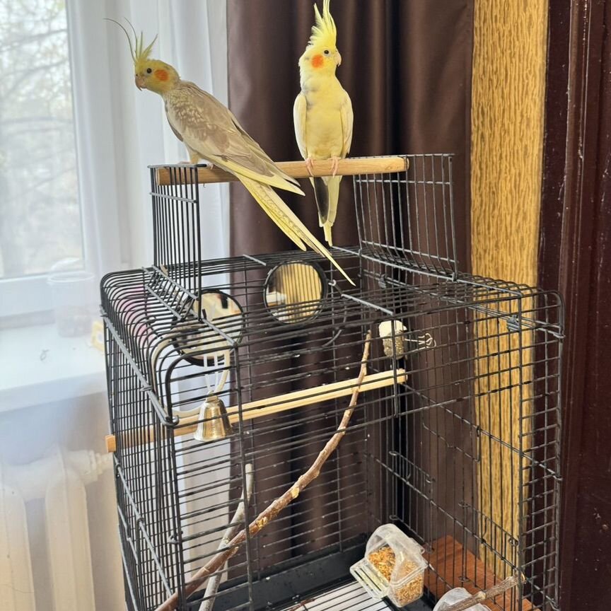 Попугай Корелла(пара)