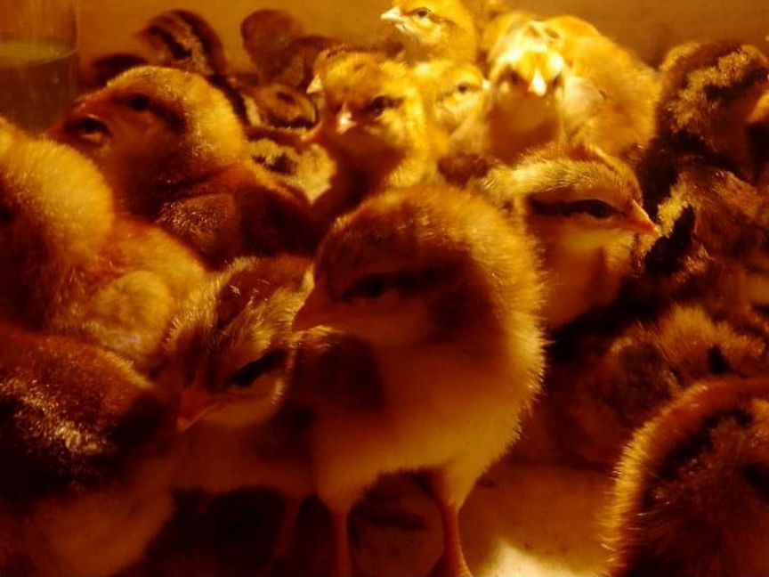 Цыплята недельные мясо яичные породы ежемесячно