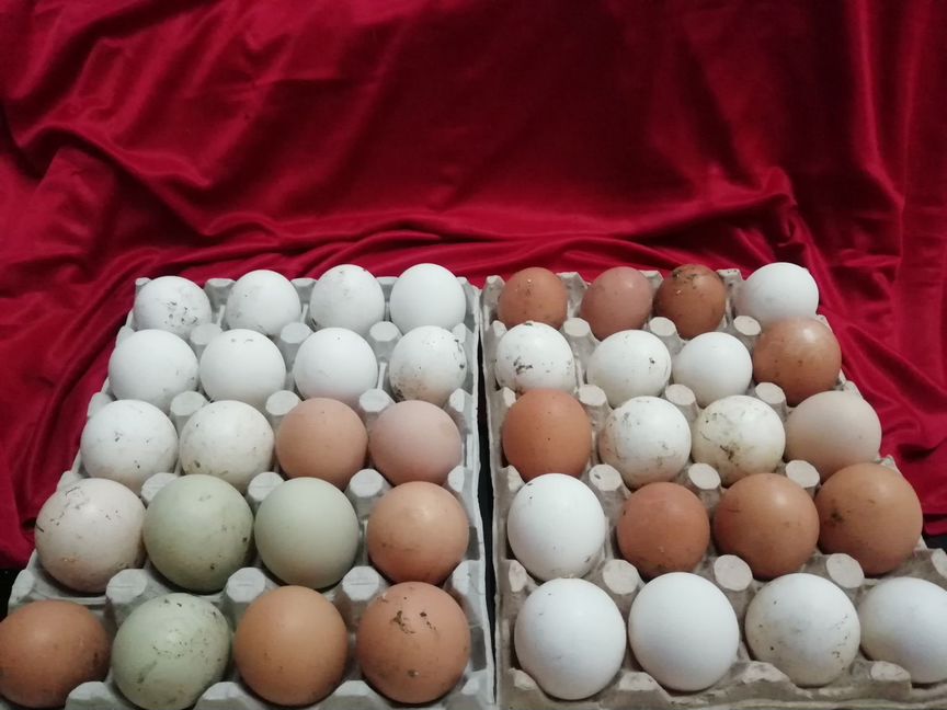 Инкубационное яйцо кур несушек