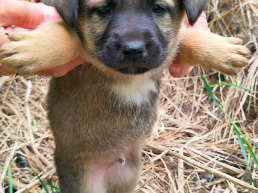 Щенок в добрые руки бесплатно маленькая порода