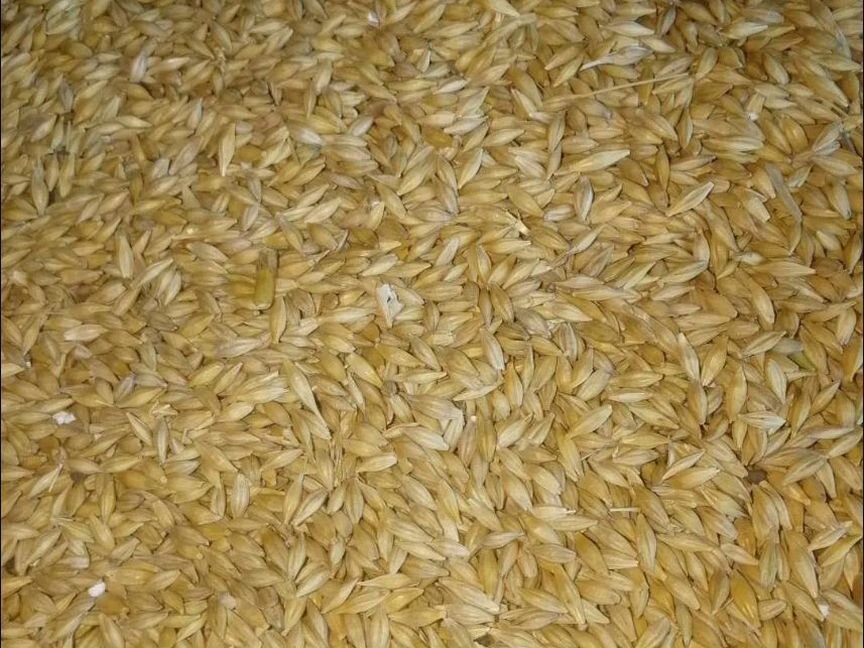 Гречиха, Ячмень яровой корма