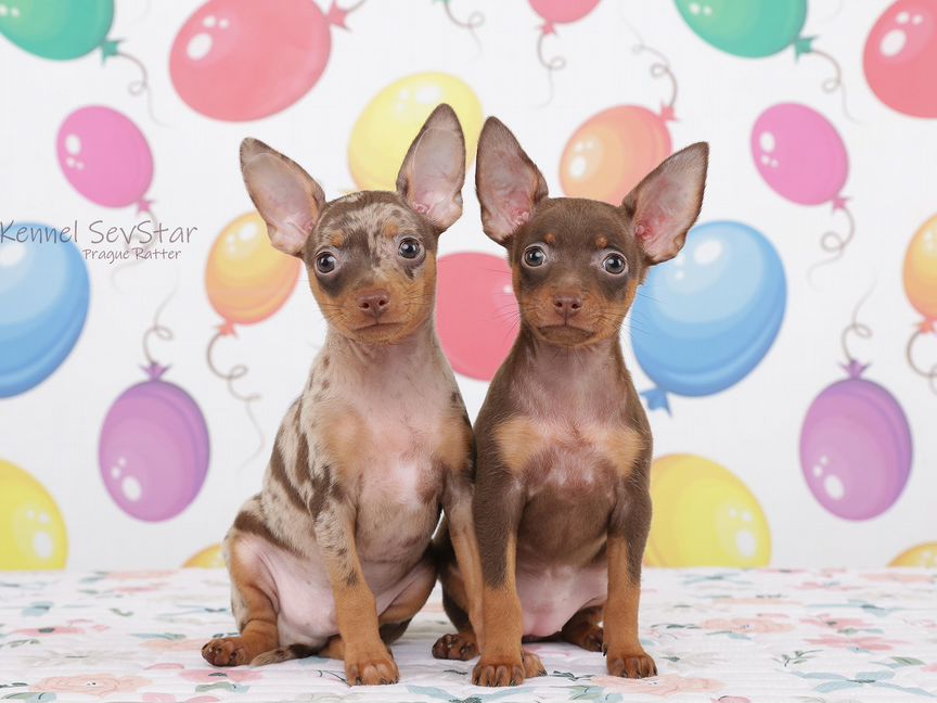 Пражский Крысарик