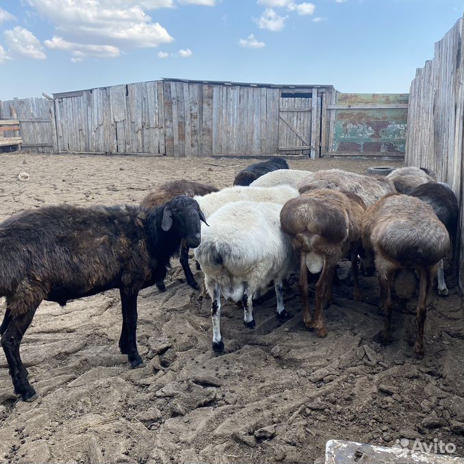 Бараны на племя
