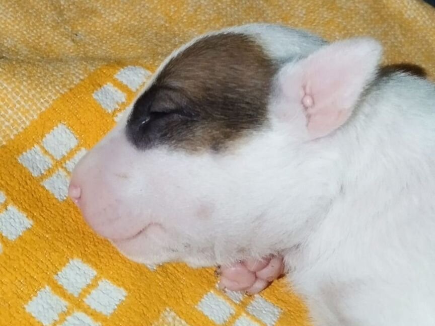 Мальчишки минибулки