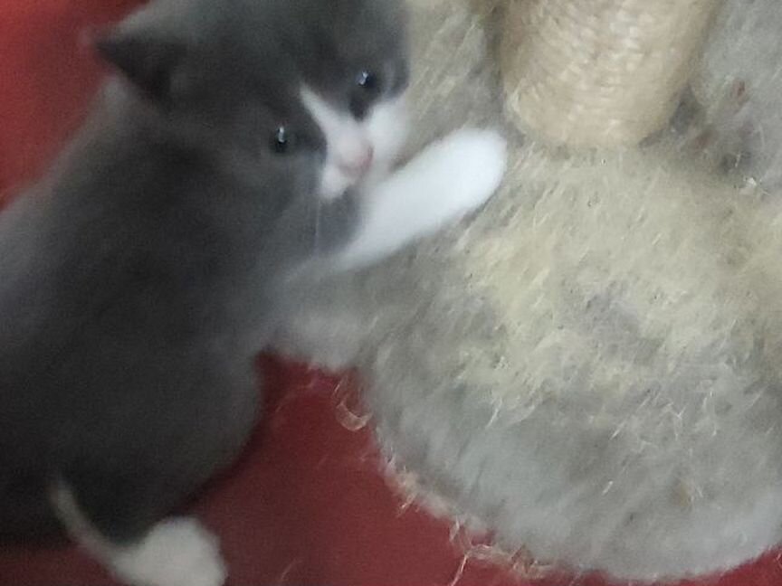 Кошки в добрые руки