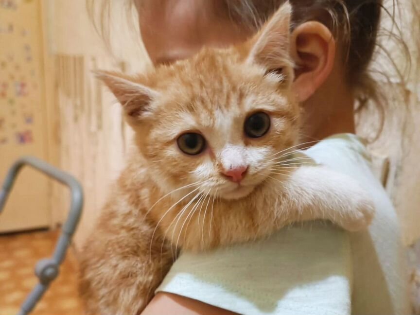 Котенок в добрые руки