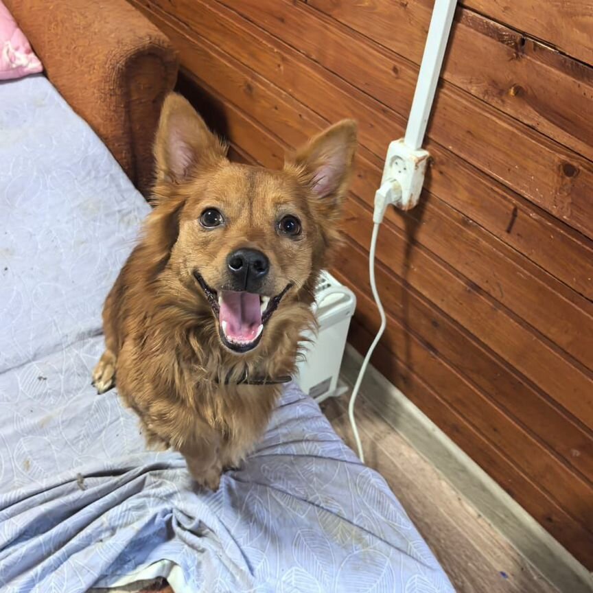 Взрослая собака в добрые руки