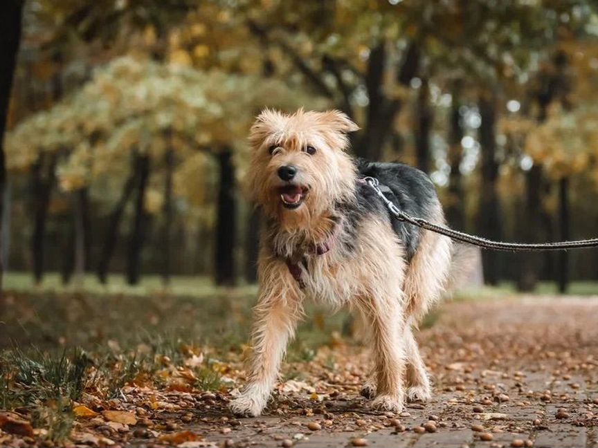 Бородатик Бекки в добрые руки
