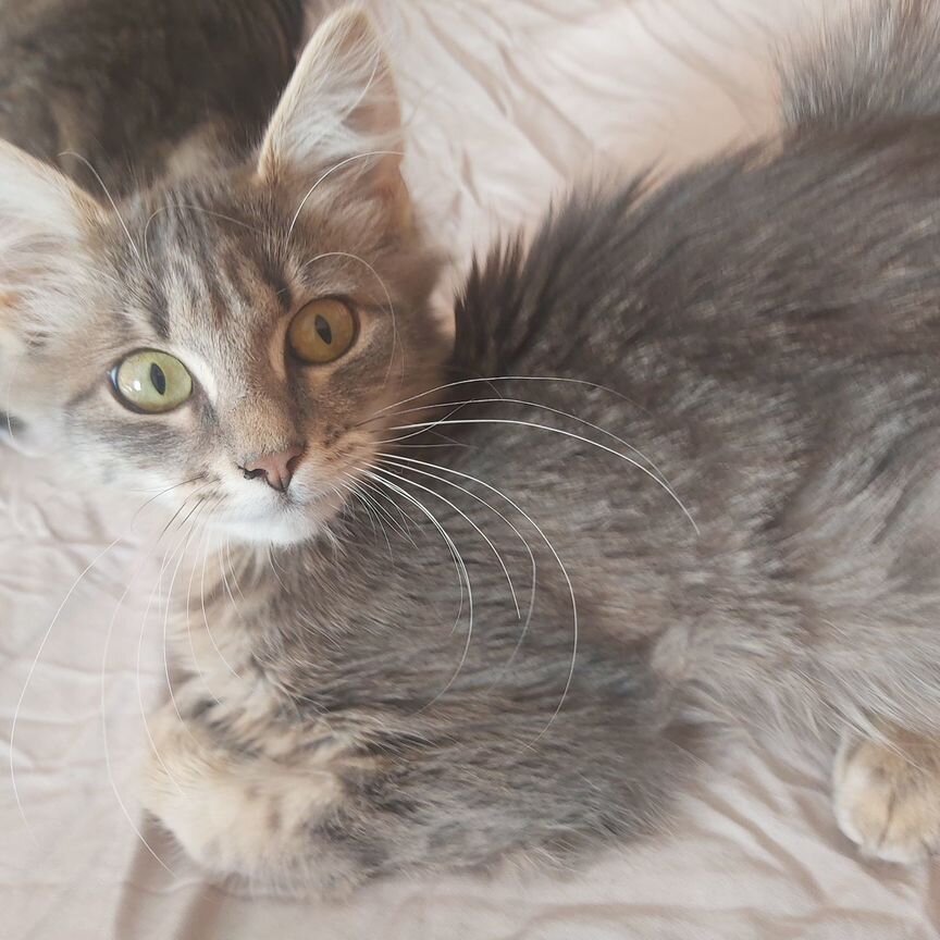 Пушистый котенок девочка 3,5 месяца