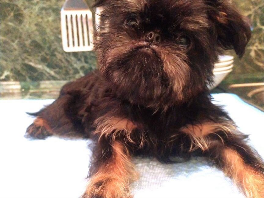 Хорошенькая девочка бельгийка